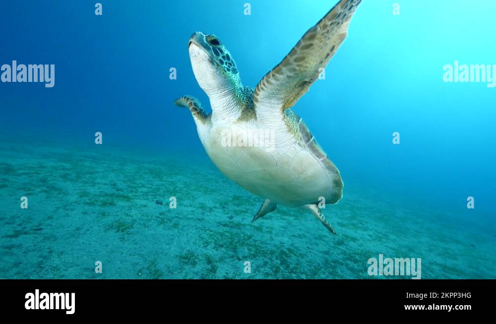 Slow turtle Stock Videos & Footage - HD and 4K Video Clips - Alamy