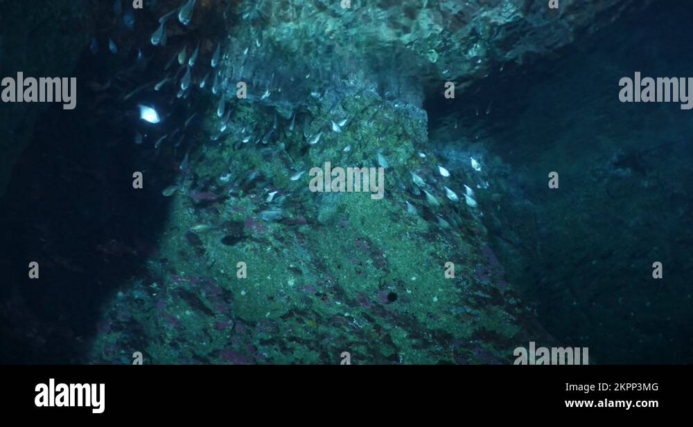fish scenery underwater in cave sun beams and rays scuba divers to see ...