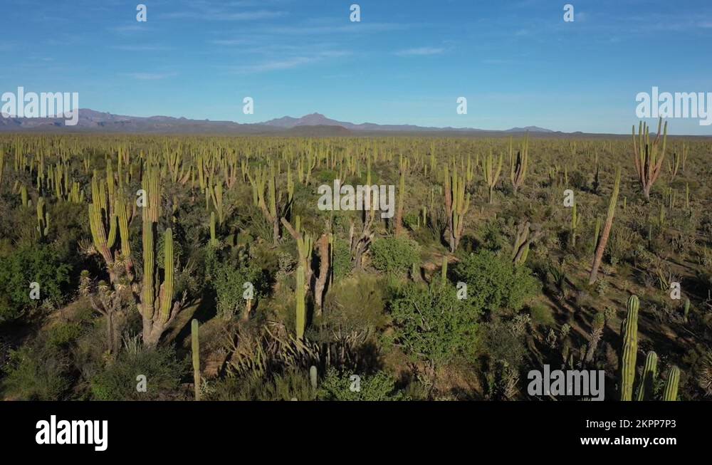 Cactus forest view Stock Videos & Footage - HD and 4K Video Clips - Alamy