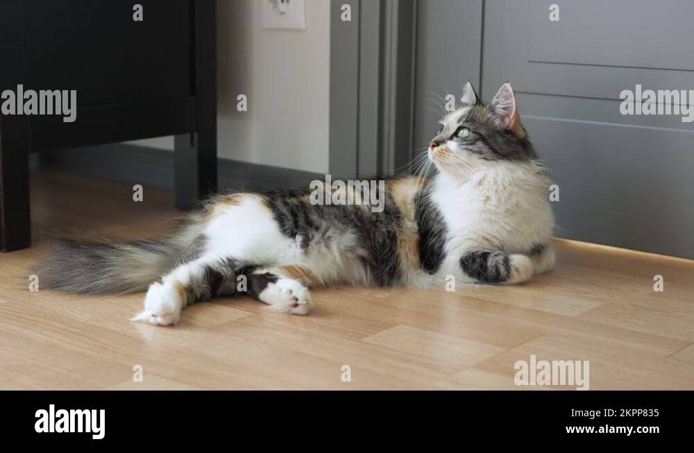 Majestic domestic cat laying on modern home floor and look around Stock ...