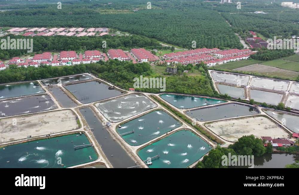 Hatchery facility Stock Videos & Footage - HD and 4K Video Clips - Alamy