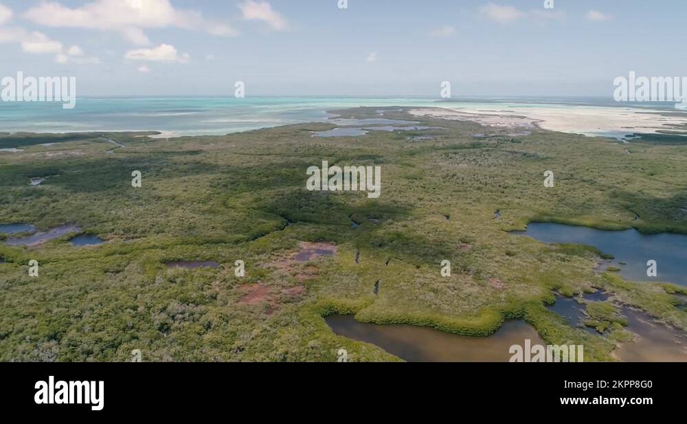 Mangrove nature reserve Stock Videos & Footage - HD and 4K Video Clips ...