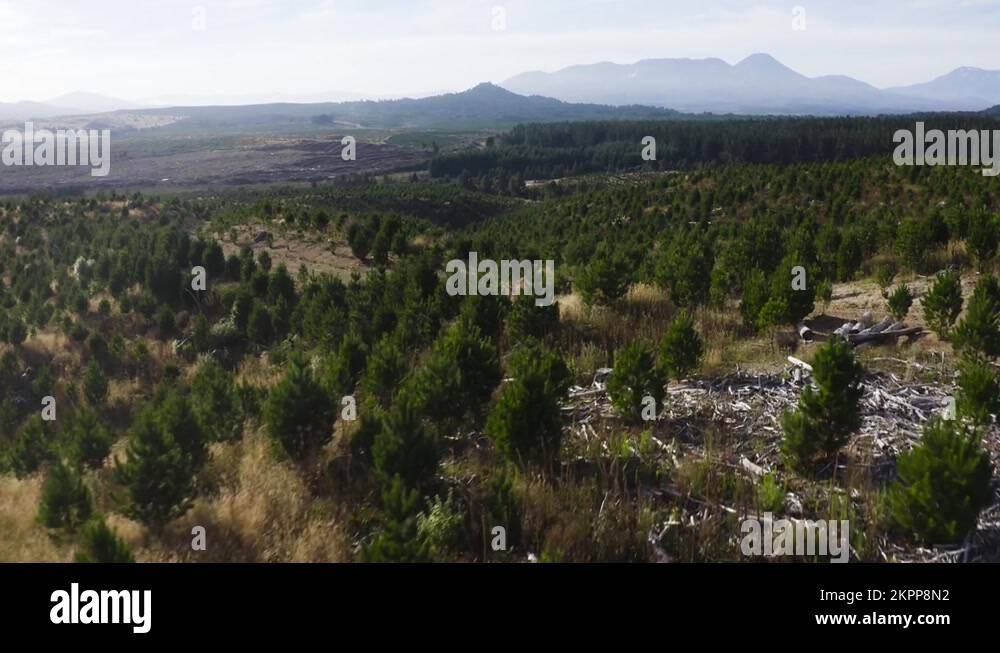 Hills covered in young pine tree plantation, reforestation project from ...
