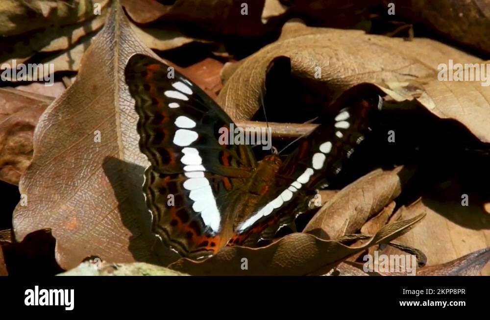 Commander butterflies Stock Videos & Footage - HD and 4K Video Clips ...