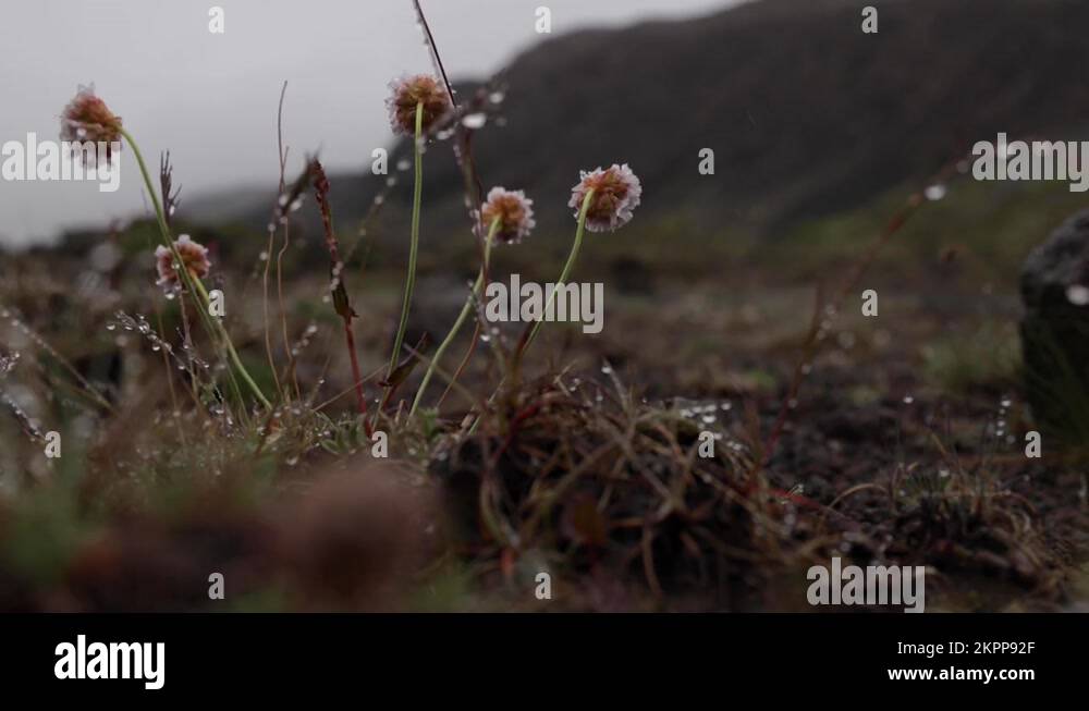 Iceland flowers Stock Videos & Footage - HD and 4K Video Clips - Alamy