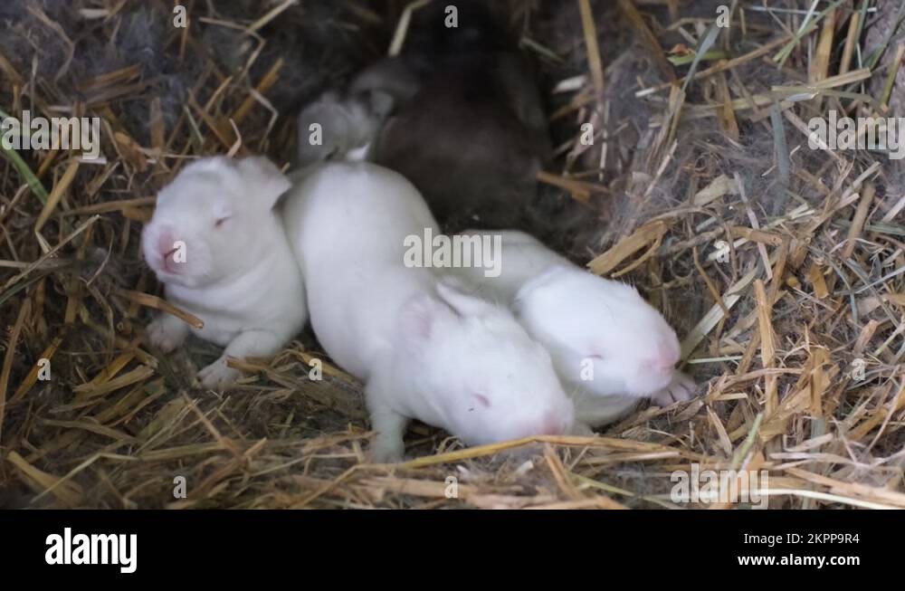 Newborn rabbit nest Stock Videos & Footage - HD and 4K Video Clips - Alamy