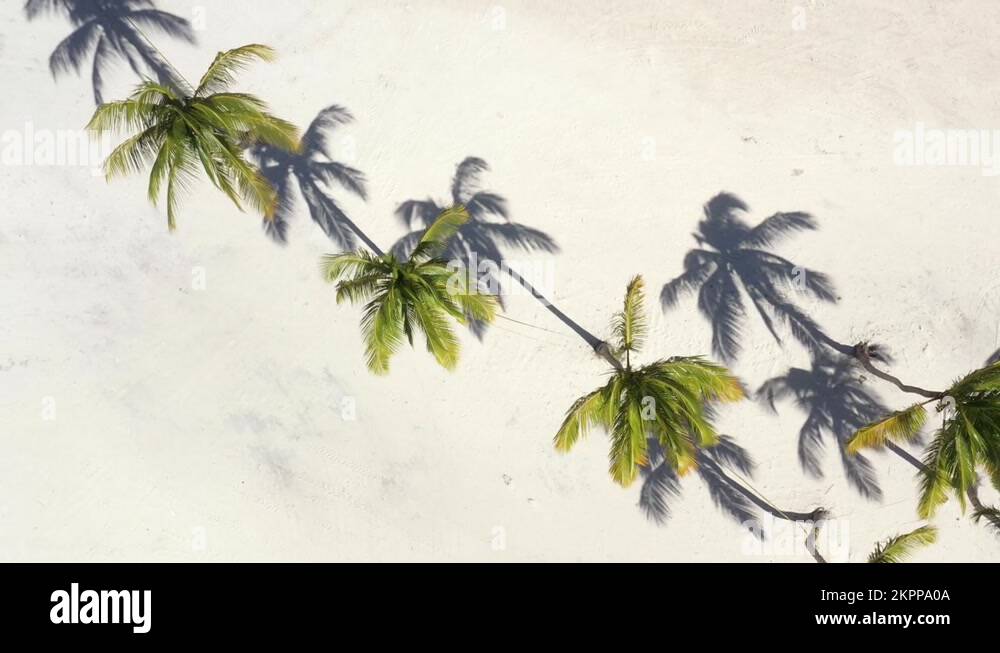 Coconut palm trees on sandy beach. Aerial top view Stock Video Footage ...