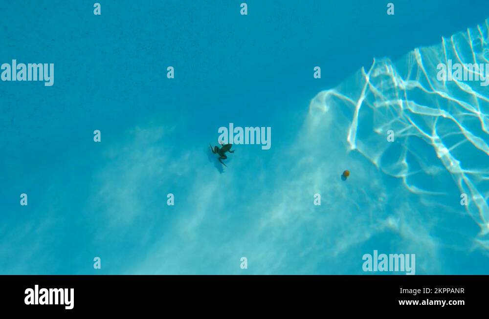 Frog swimming pool Stock Videos & Footage - HD and 4K Video Clips - Alamy