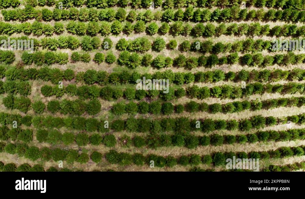 Reforestation area Stock Videos & Footage - HD and 4K Video Clips - Alamy