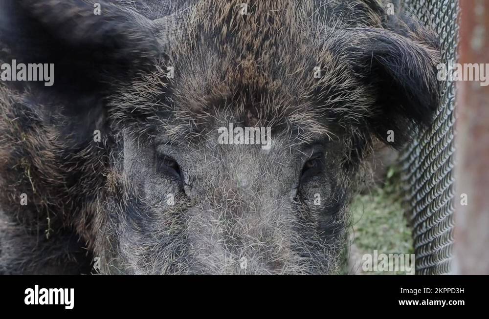 Boar teeth Stock Videos & Footage - HD and 4K Video Clips - Alamy