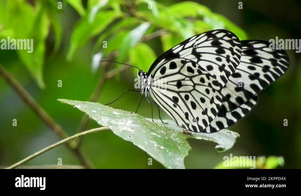 Butterfly endemic Sri Lankan tree nymph Idea iasonia ceylon danainae ...
