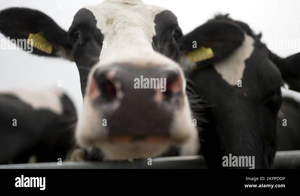 Curious dutch cow looking at camera smelling lens in close up view ...