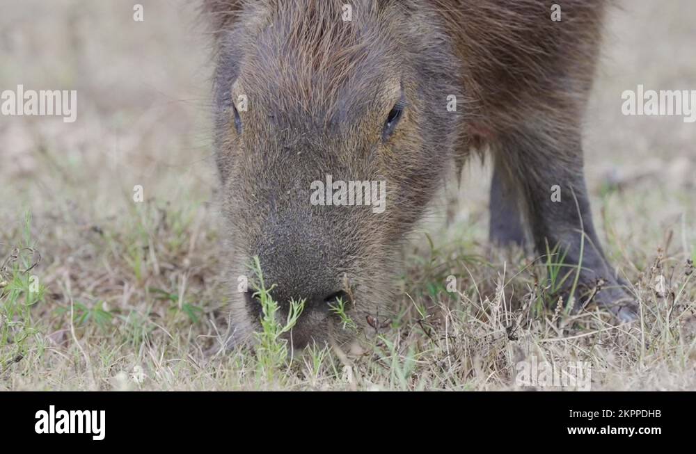 Capybara in wetland Stock Videos & Footage - HD and 4K Video Clips - Alamy