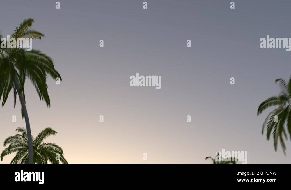 4k Animation of seamless loop of palm trees passing overhead Stock ...