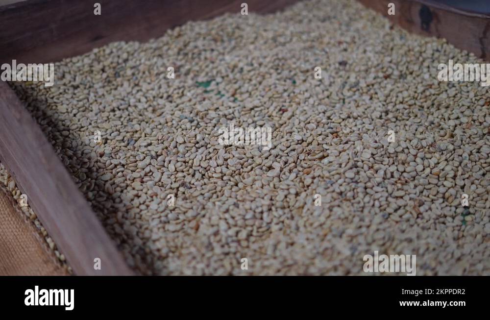 Coffee drying process Stock Videos & Footage - HD and 4K Video Clips ...