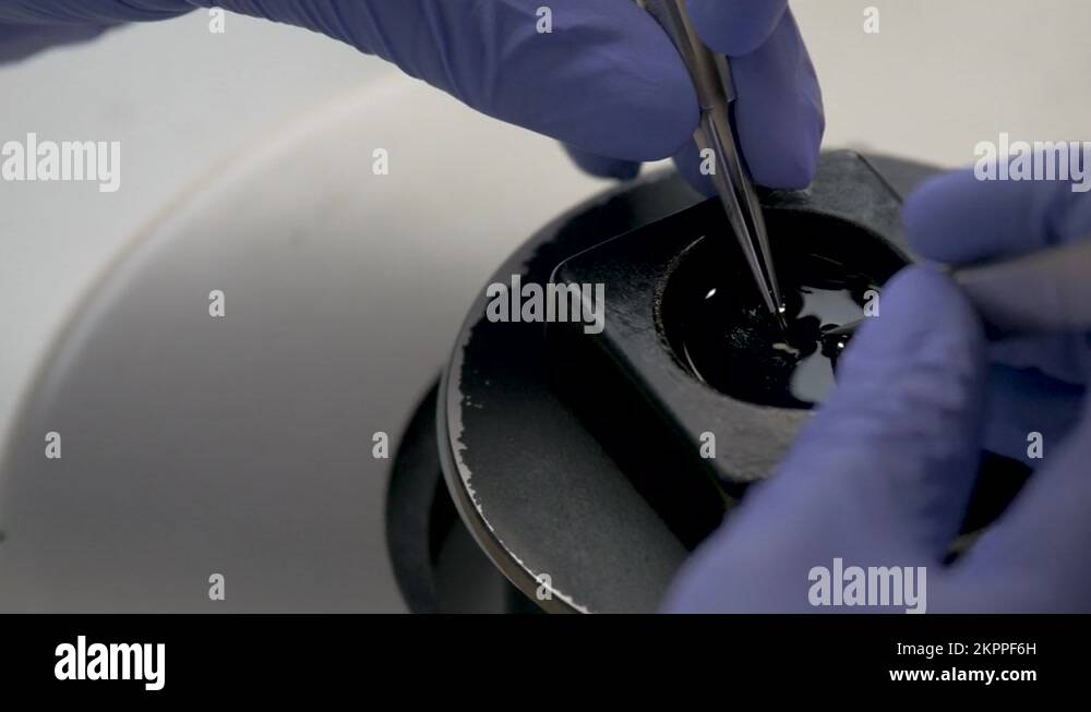 Biological specimen Stock Videos & Footage - HD and 4K Video Clips - Alamy