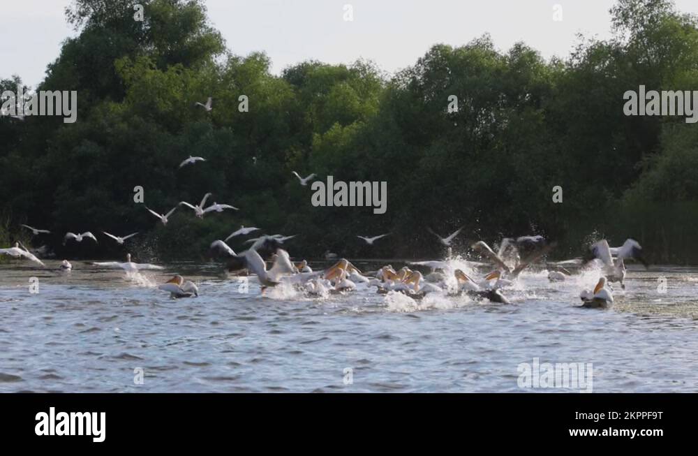 Bird danube pelican delta Stock Videos & Footage - HD and 4K Video ...