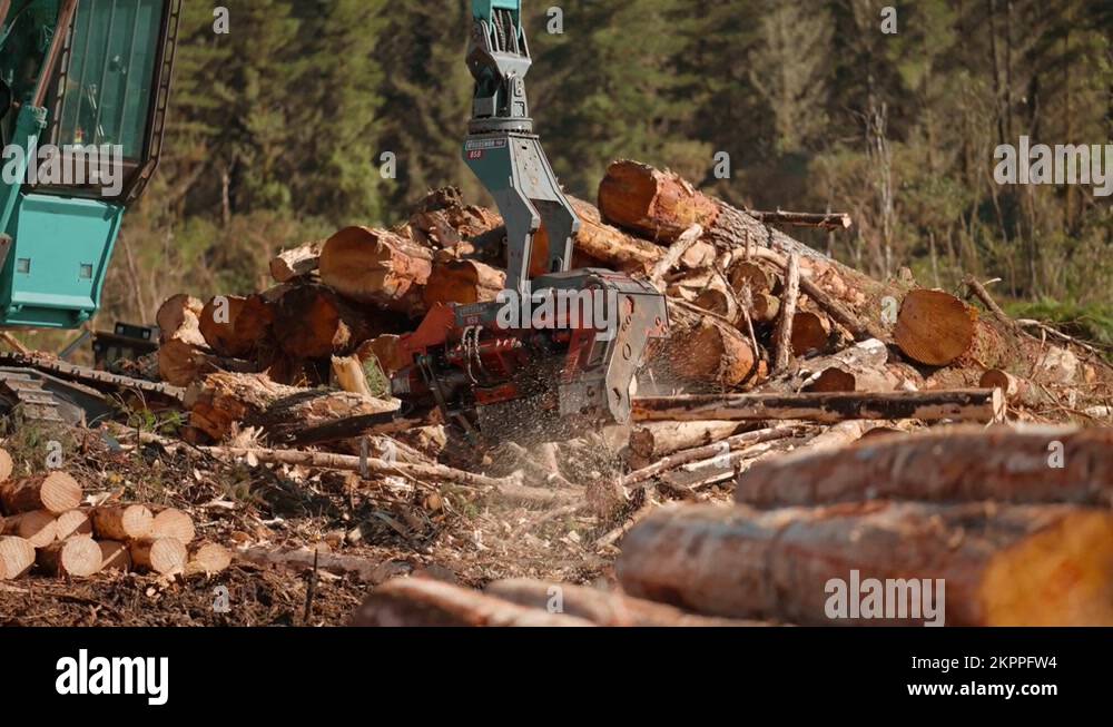 Processing logs with machine claw next to wood stock pile, clearcutting ...