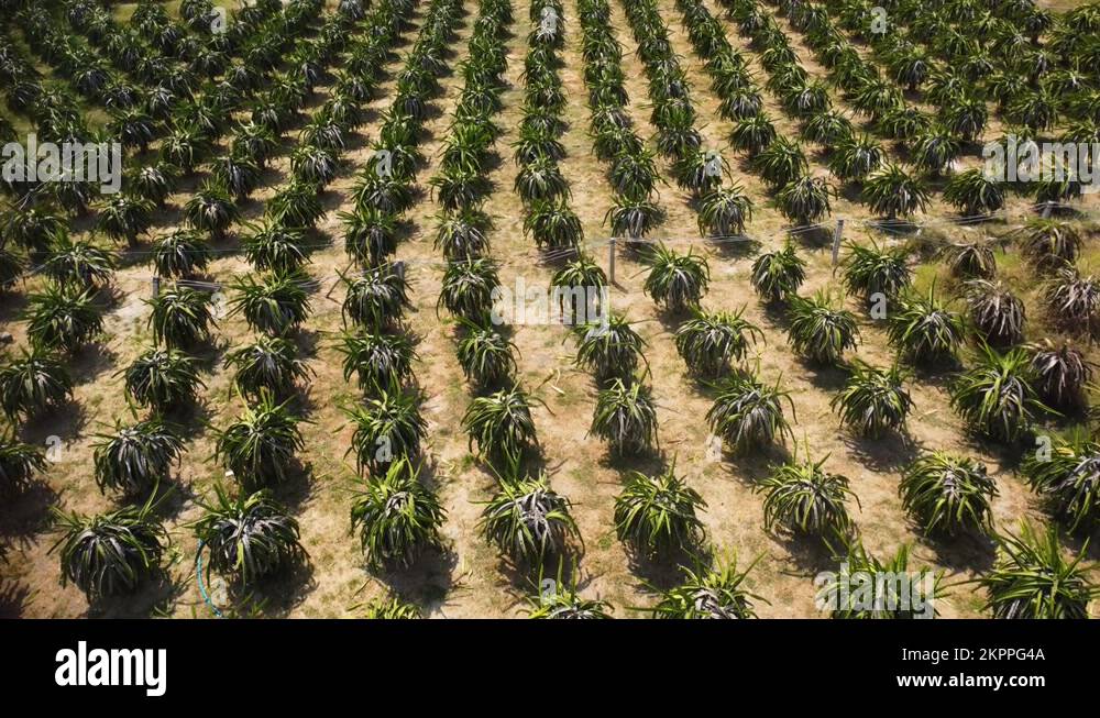 Pitaya plantation Stock Videos & Footage - HD and 4K Video Clips - Alamy