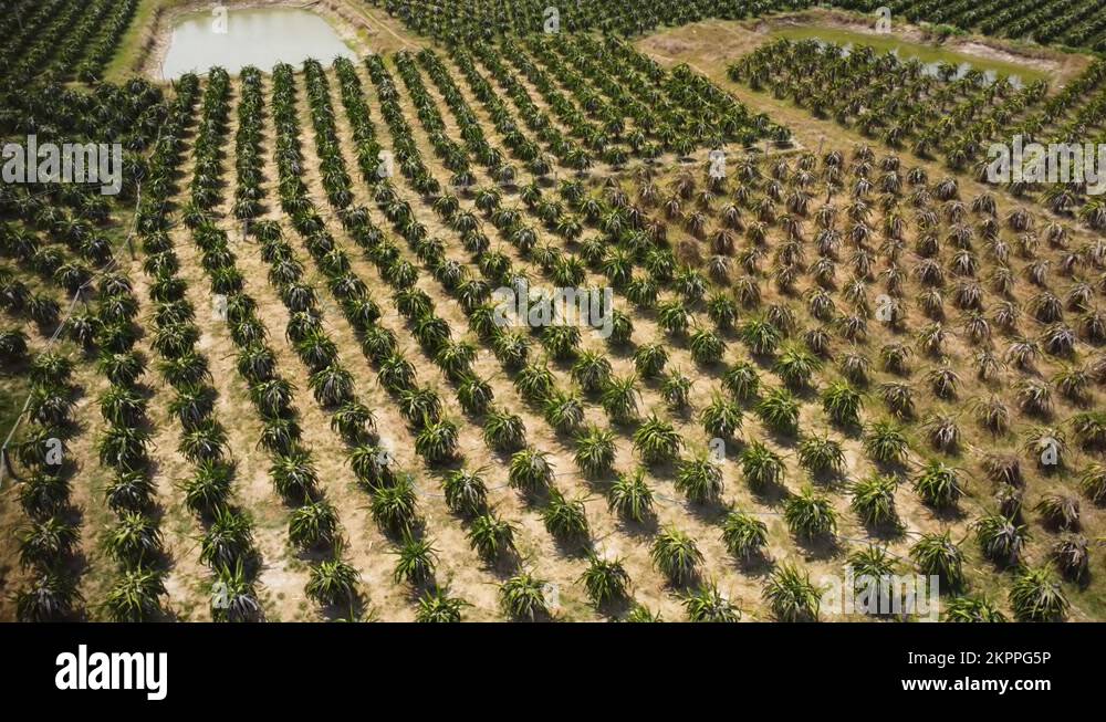 Dragon Fruit Trees Growing In Rows In A Pitaya Farm In Vietnam. aerial ...