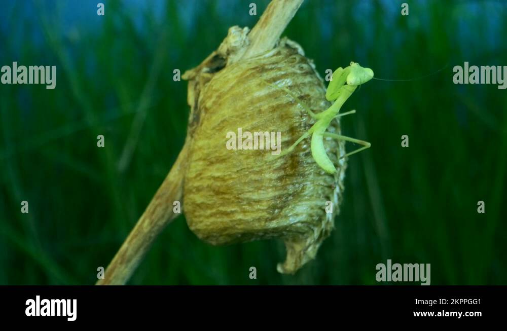 Newborn green Praying Mantis sit on the Ootheca (Oviparity) and washes ...