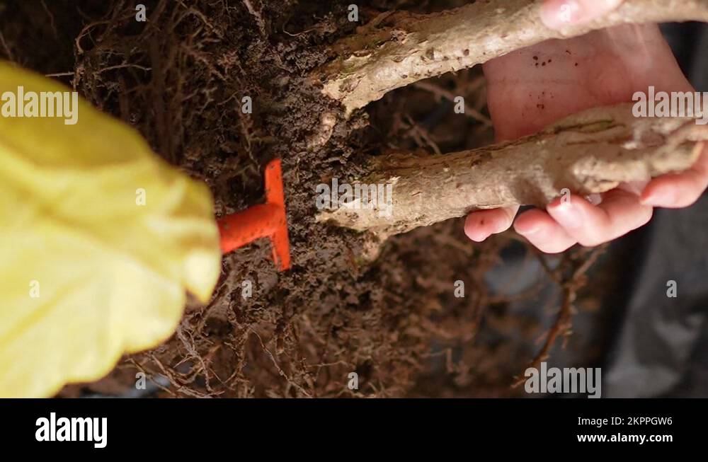 Transplanting a tree Stock Videos & Footage - HD and 4K Video Clips - Alamy