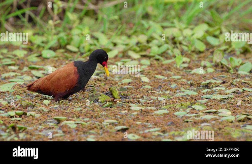 South america bird species Stock Videos & Footage - HD and 4K Video ...