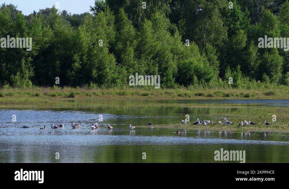 Laridae gull Stock Videos & Footage - HD and 4K Video Clips - Alamy