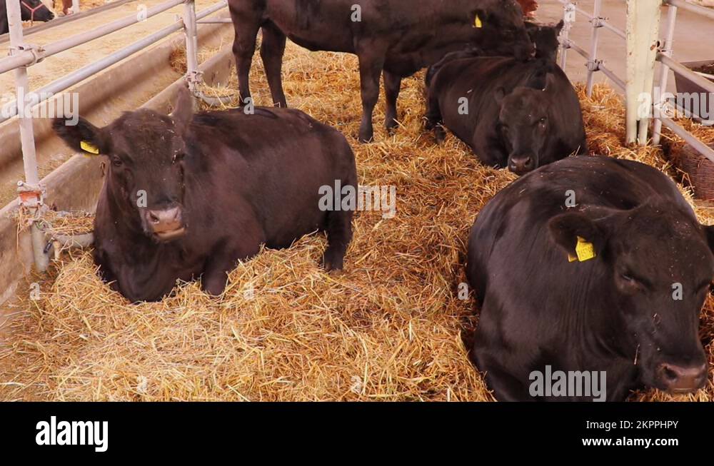 Domesticated cattle domesticated cows Stock Videos & Footage - HD and ...