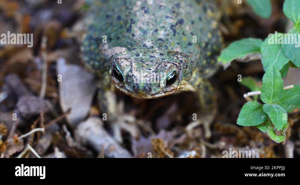 Toad species Stock Videos & Footage - HD and 4K Video Clips - Alamy