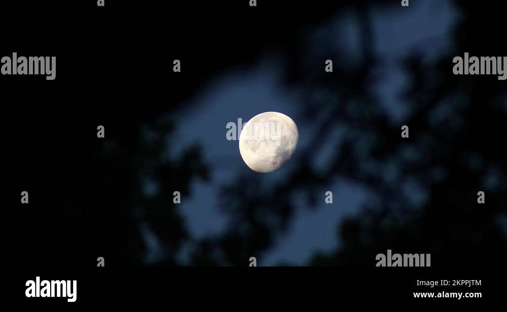 Moon through tree branches Stock Videos & Footage - HD and 4K Video ...