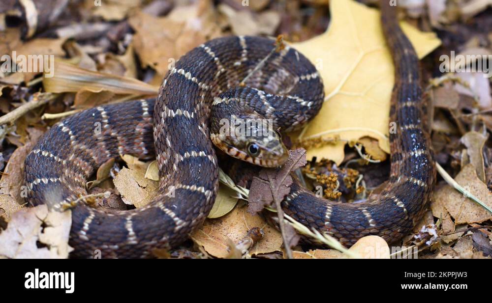 Nerodia snake Stock Videos & Footage - HD and 4K Video Clips - Alamy