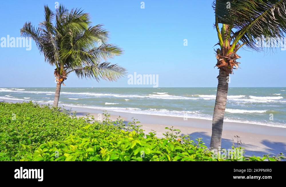 Coconut Palm trees sway under the strong wind on sandy tropical beach ...