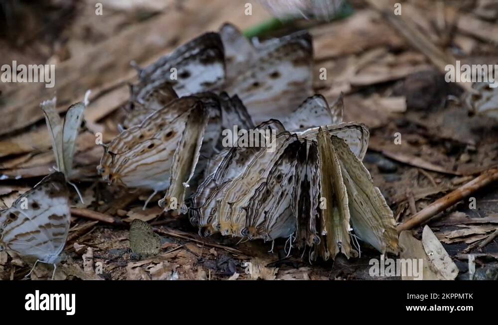 Map butterfly chrysalis Stock Videos & Footage - HD and 4K Video Clips ...