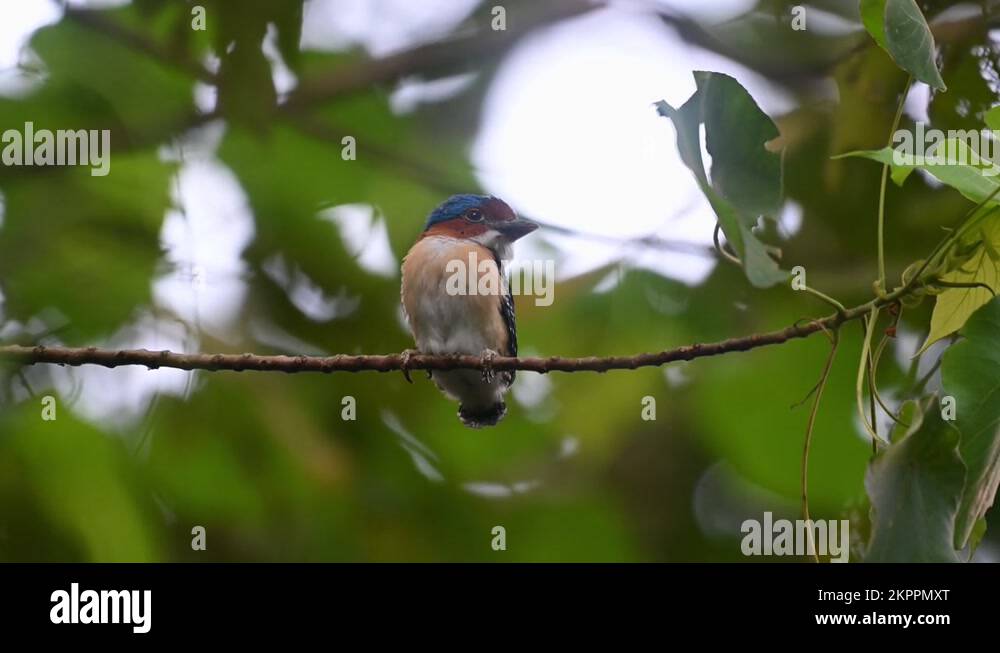 Horizontal banding Stock Videos & Footage - HD and 4K Video Clips - Alamy