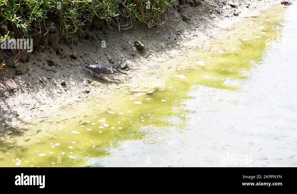 River creatures Stock Videos & Footage - HD and 4K Video Clips - Alamy