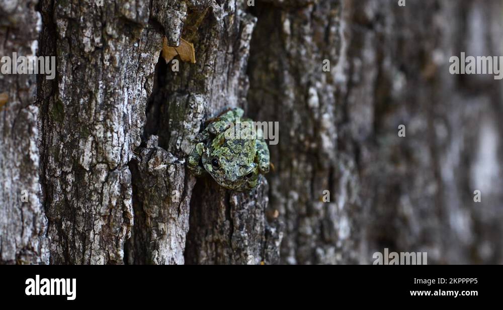 Grey tree frog camouflage Stock Videos & Footage - HD and 4K Video ...