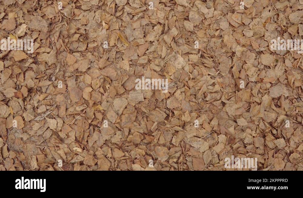 Ground leaves texture Stock Videos & Footage - HD and 4K Video Clips ...