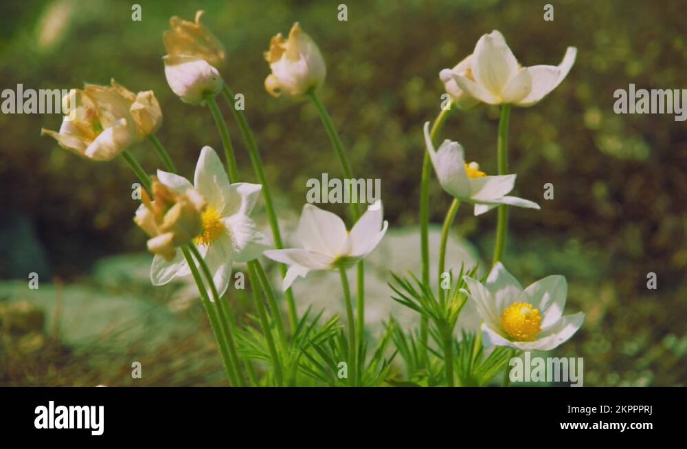 Among mountain rocks Stock Videos & Footage - HD and 4K Video Clips - Alamy