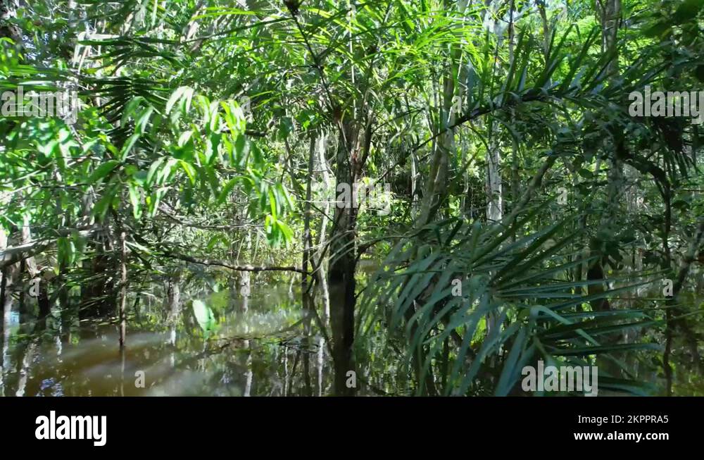Amazon Ecosystem at Amazon Rainforest. Manaus Brazil. Nature wild life ...