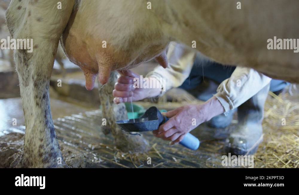 SHALLOW FOCUS - The family cow being milked by hand, rustic, rural ...