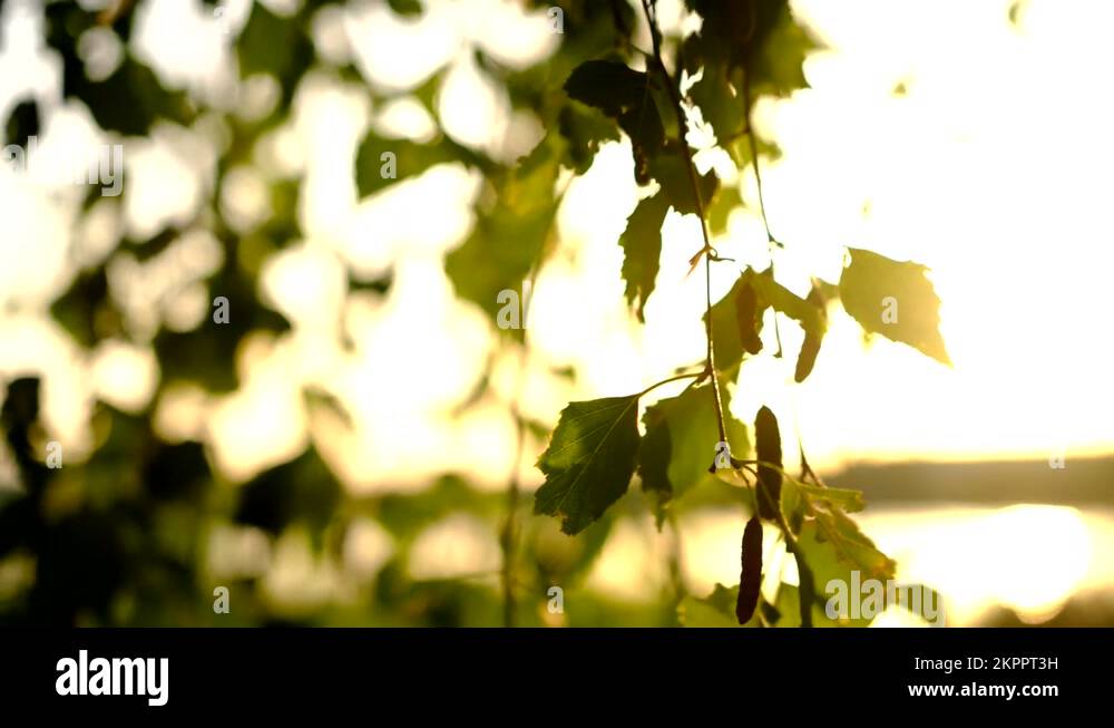 Gree Stock Videos & Footage - HD and 4K Video Clips - Alamy