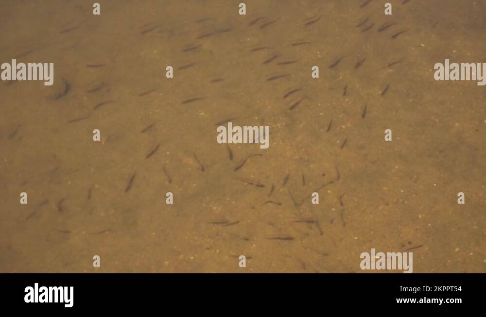 School small baby fish Stock Videos & Footage - HD and 4K Video Clips ...