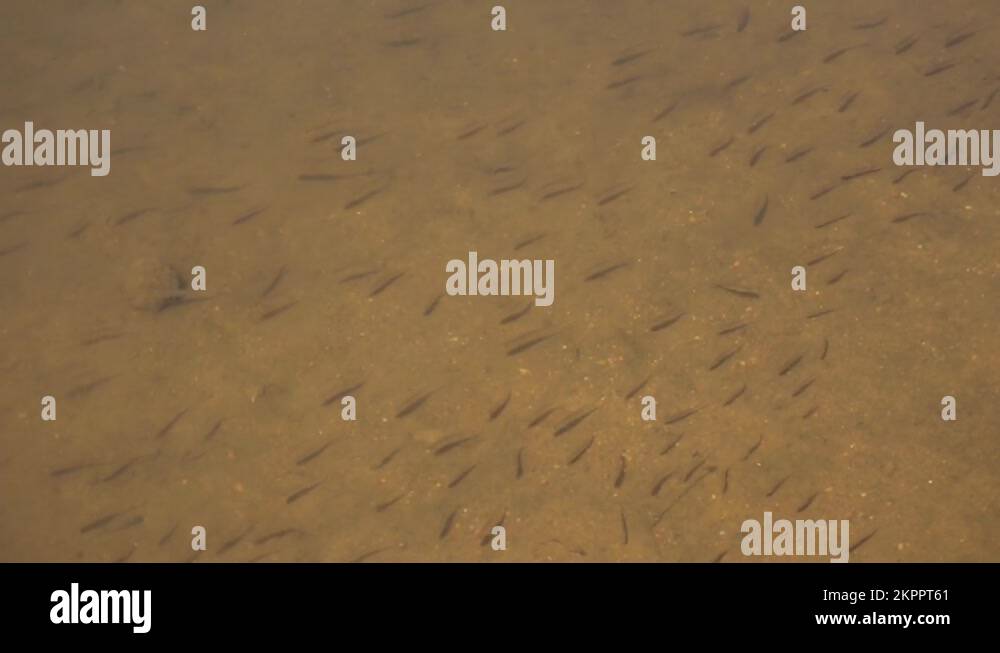 Fish fry lake Stock Videos & Footage - HD and 4K Video Clips - Alamy