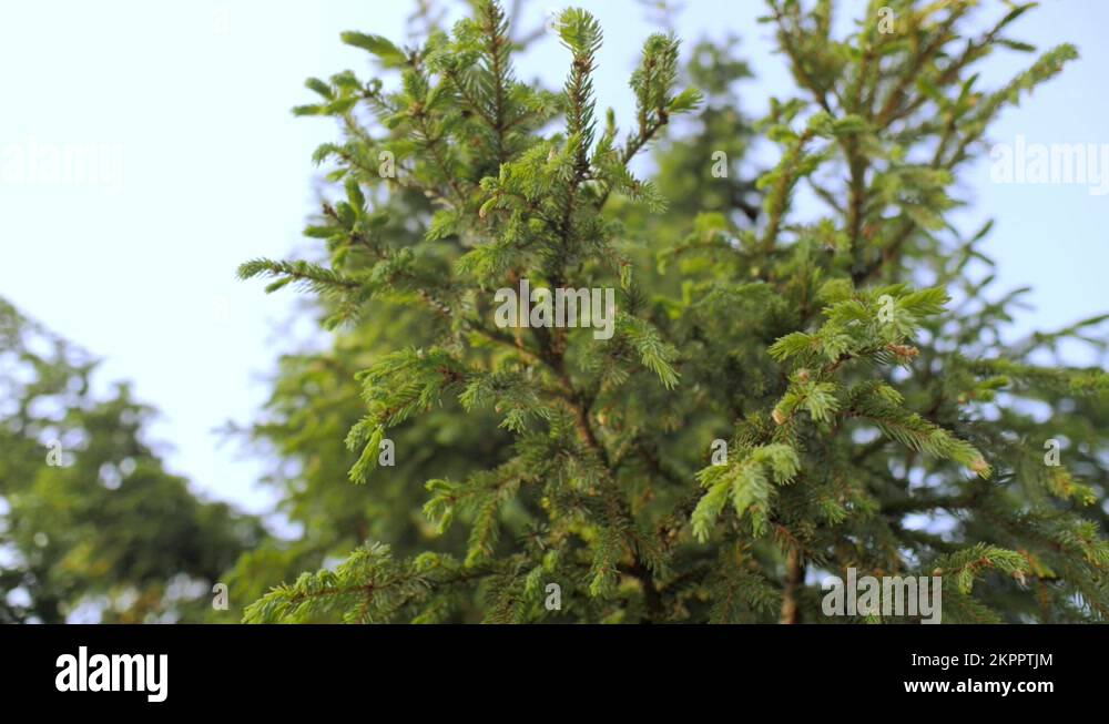 Evergreen environment Stock Videos & Footage - HD and 4K Video Clips ...