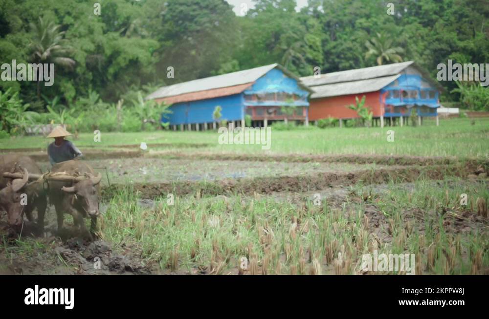 Bandung farming Stock Videos & Footage - HD and 4K Video Clips - Alamy