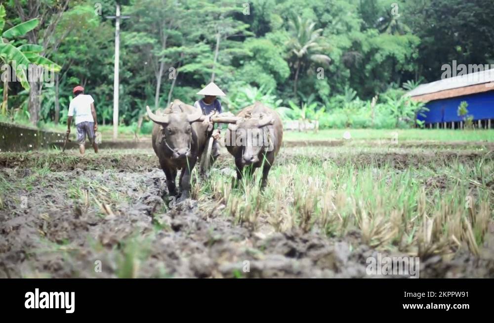 Traditional Indonesian farmers are cultivating paddy field Stock Video ...