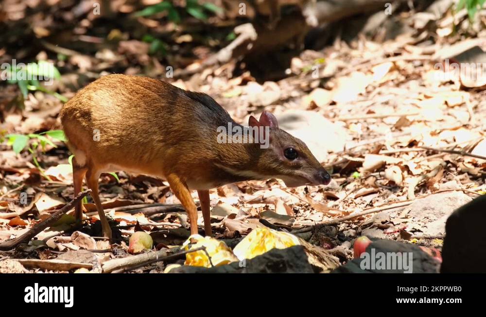Indian mouse deer Stock Videos & Footage - HD and 4K Video Clips - Alamy