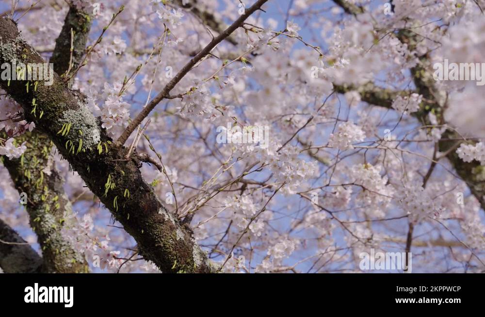 Beautiful Full Sakura Blossoms on Yoshino Mountain Tree, Nara Japan ...