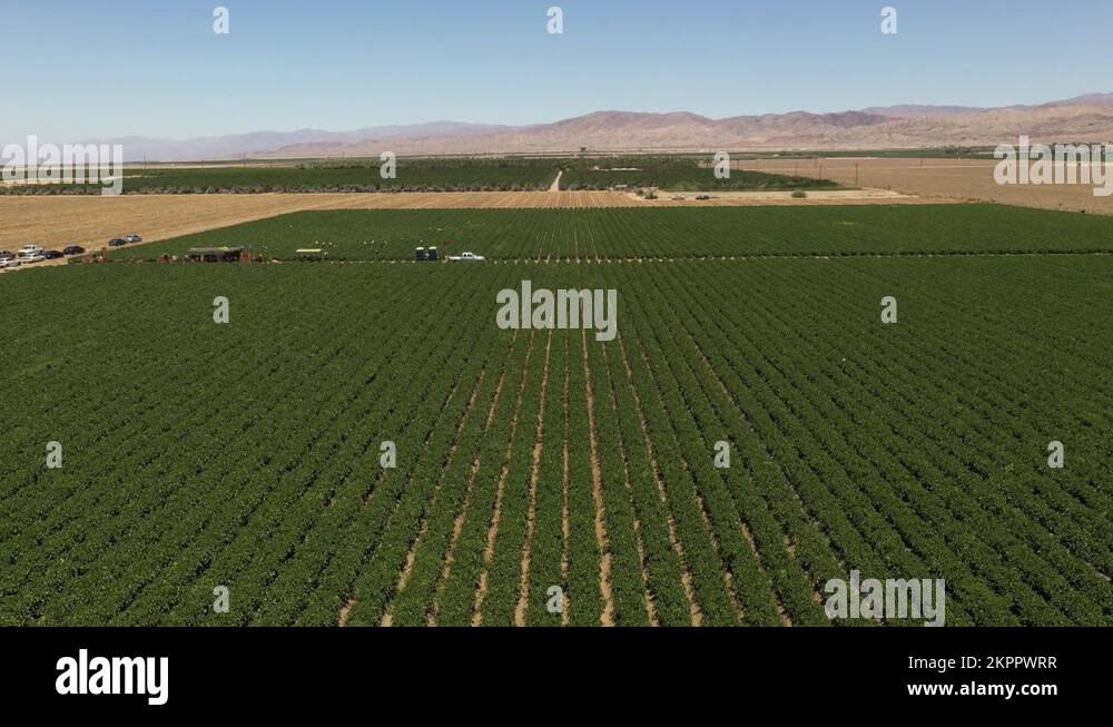 Oil palm fruit Stock Videos & Footage - HD and 4K Video Clips - Alamy
